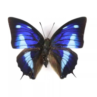 Cyanea ถูกที่สุด พร้อมโปรโมชั่น ก.พ. 2025 | BigGoเช็คราคาง่ายๆ