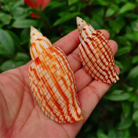 Rupestris ถูกที่สุด พร้อมโปรโมชั่น ม.ค. 2025 | BigGoเช็คราคาง่ายๆ